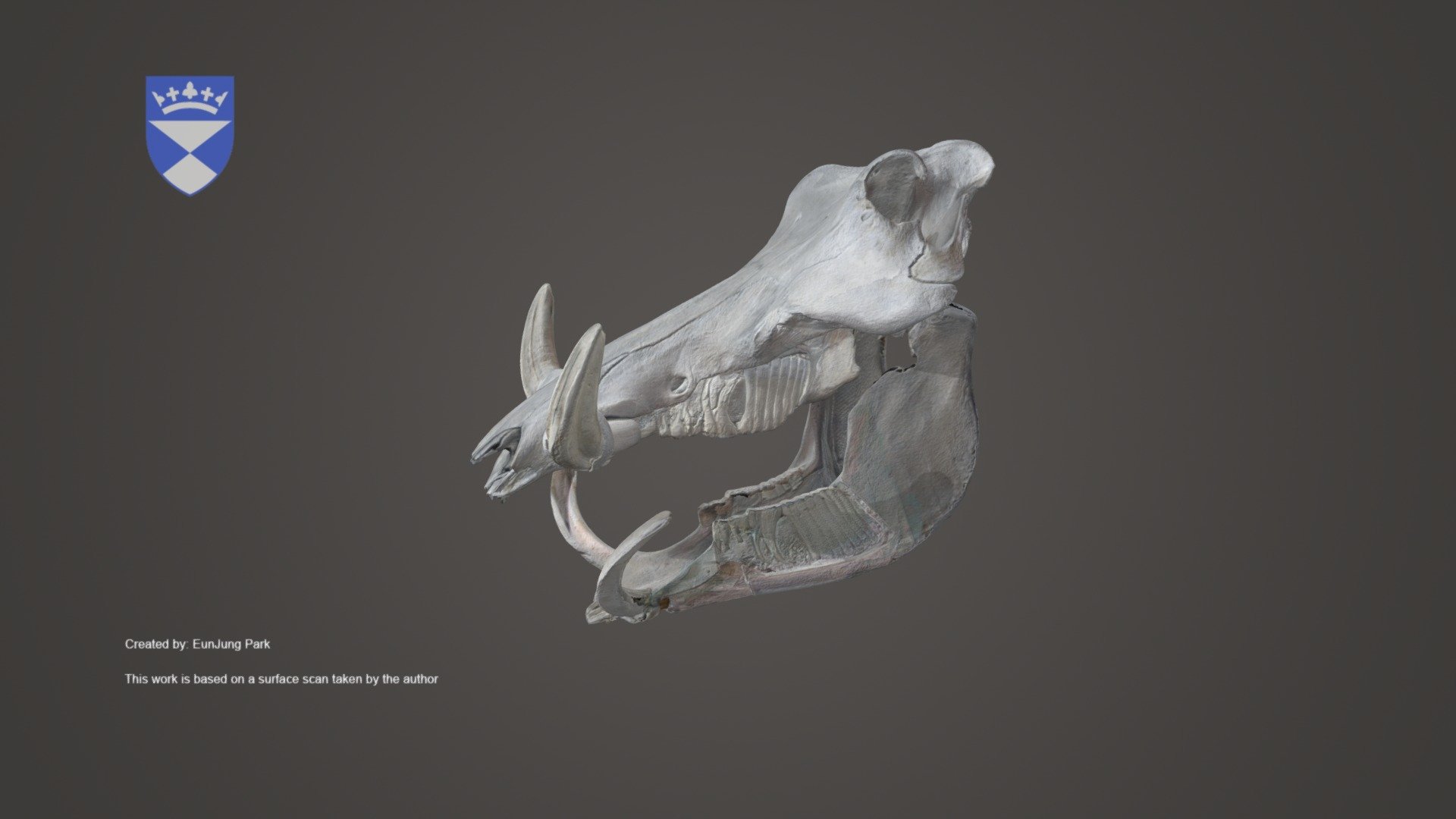 Common Warthog Skull - Download Free 3D model by University of Dundee ...