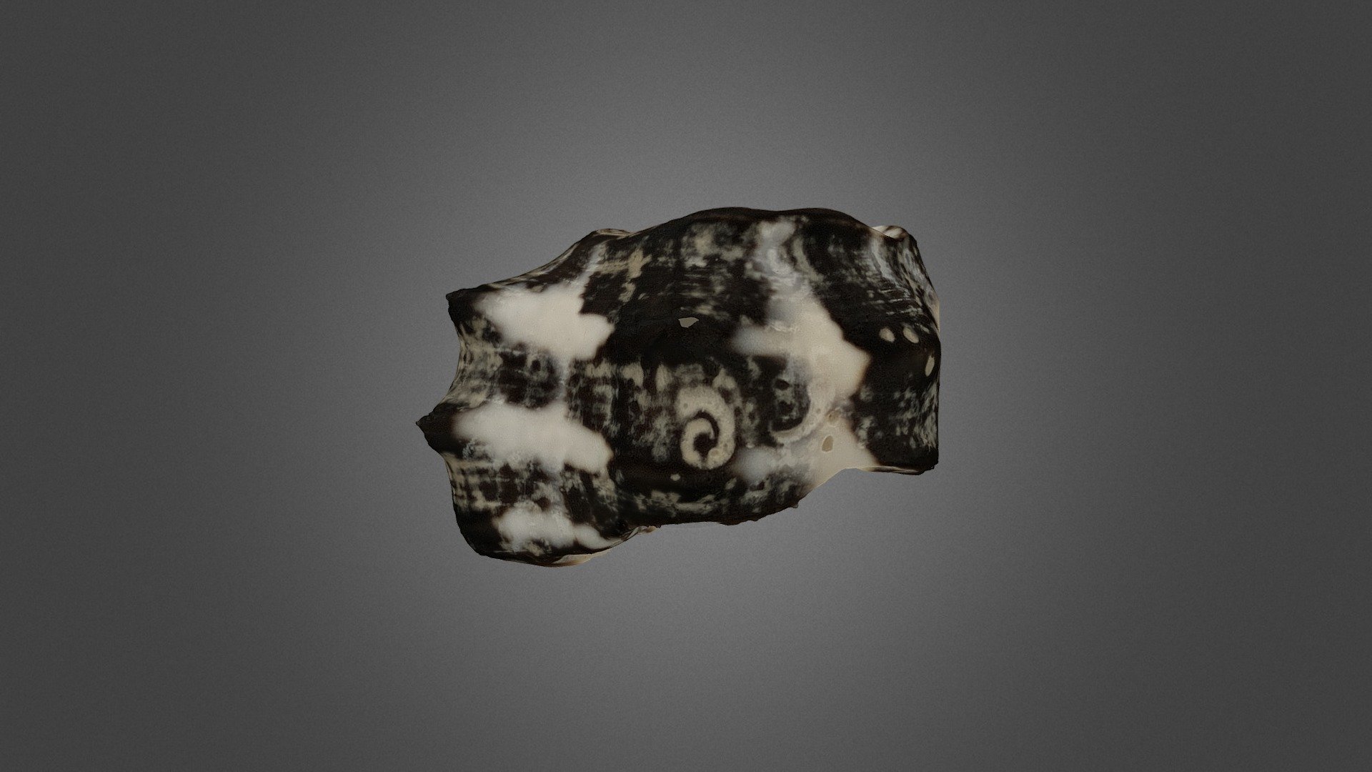 Seashell Featuring Moana Swirl - 3D model by michael.frachetti [9c60fea ...