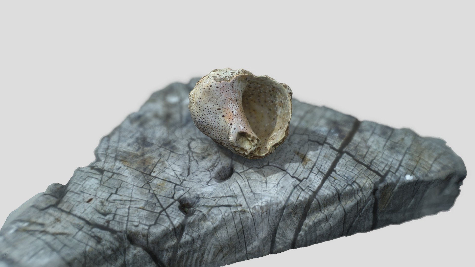 Shell - 3D model by 3dmodelcreator [9c6c00b] - Sketchfab