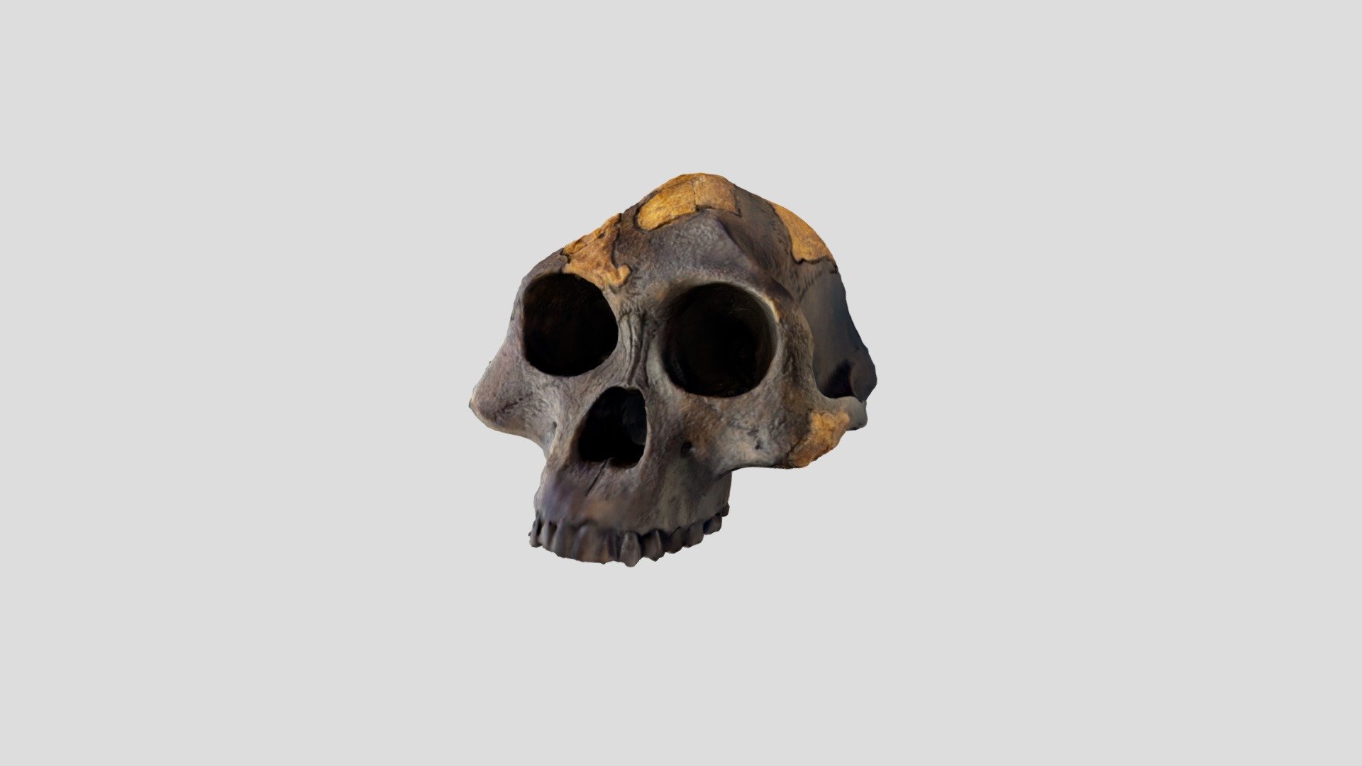 Skull L2 - Download Free 3D model by cdrogers [9c6c7f3] - Sketchfab
