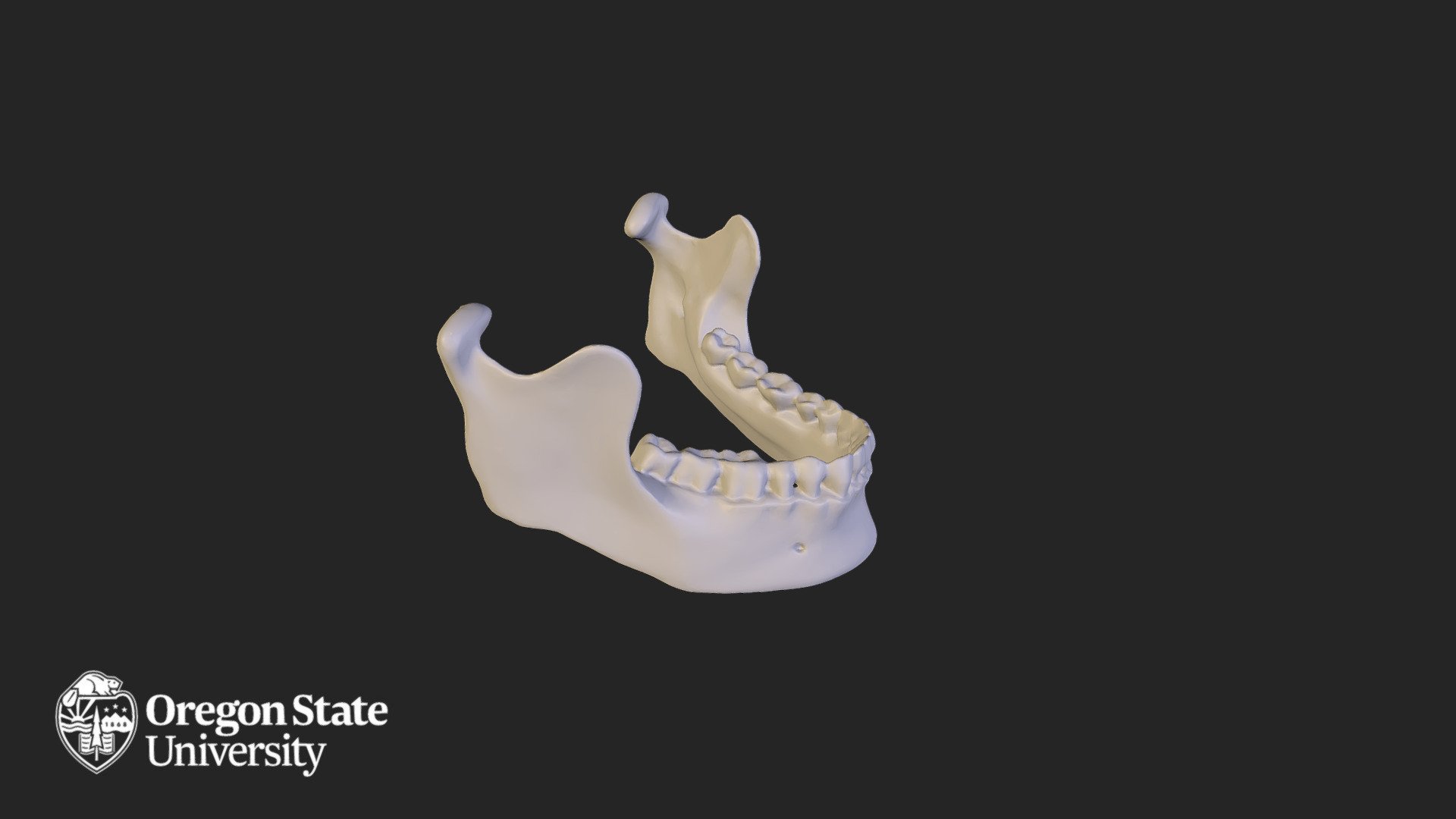 Mandible - Download Free 3D model by Oregon State University | Ecampus ...
