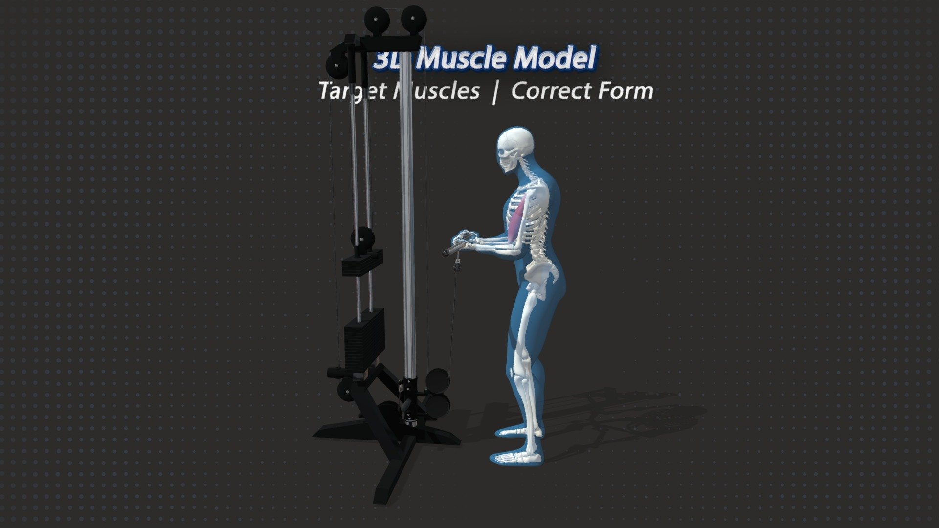 57 Bicep Cable Curl Facing In 3d Model By Mike 3d Muscle Model