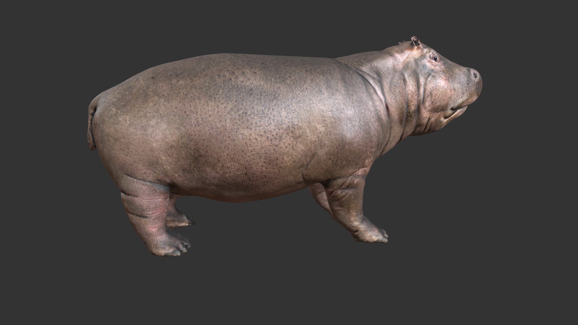 popotame - Buy Royalty Free 3D model by 3D-DESIGN IMSA-AGENCY (@imsa ...
