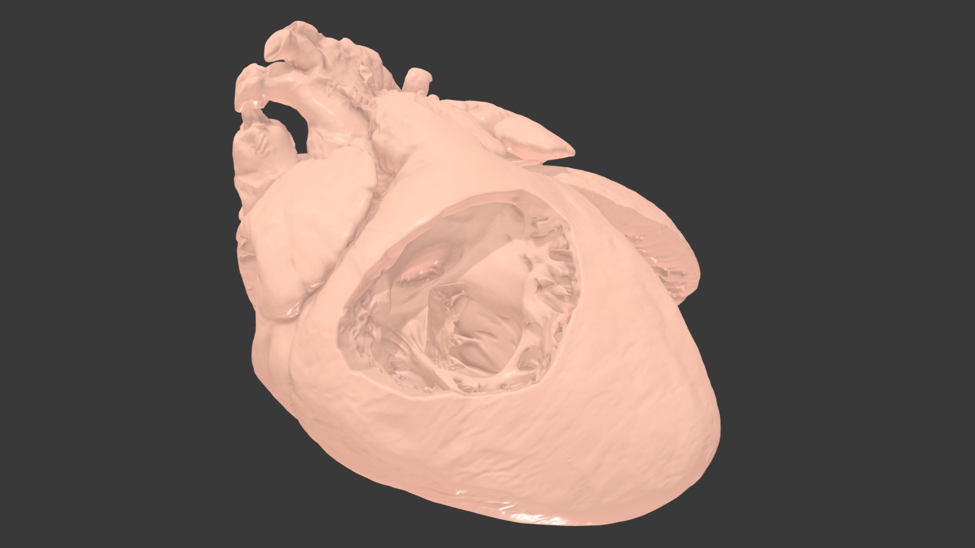 Normal #5 - Normal heart {S,D,S} - 3D model by heartmodels [9c7d77a ...