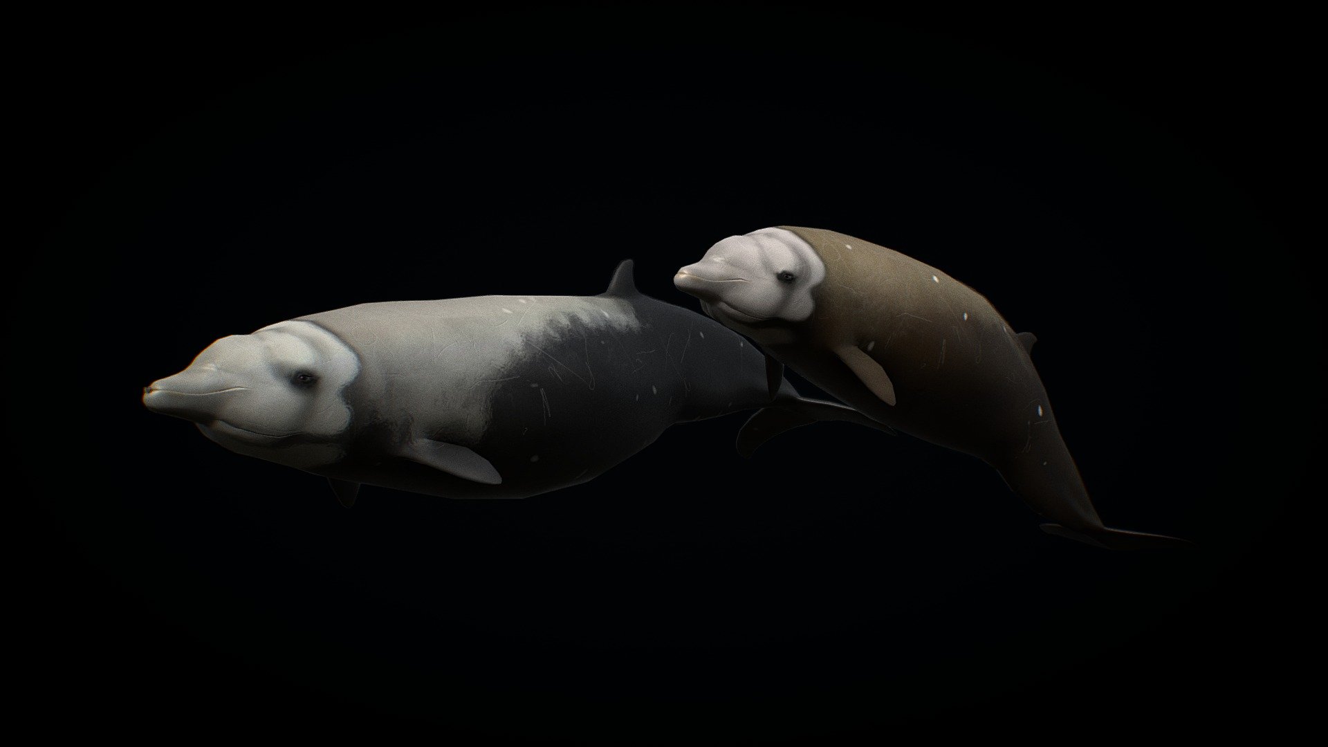 Cuvier's beaked whale (Ziphius cavirostris) - 3D model by Major ...