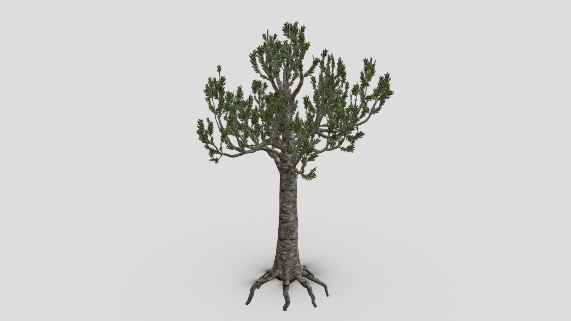 Kauri tree- S4 - Buy Royalty Free 3D model by ASMA3D [9c805f8 ...