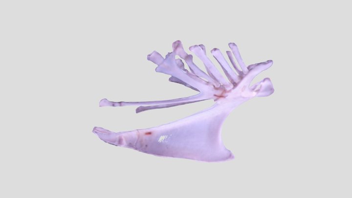Sternum 3D models - Sketchfab