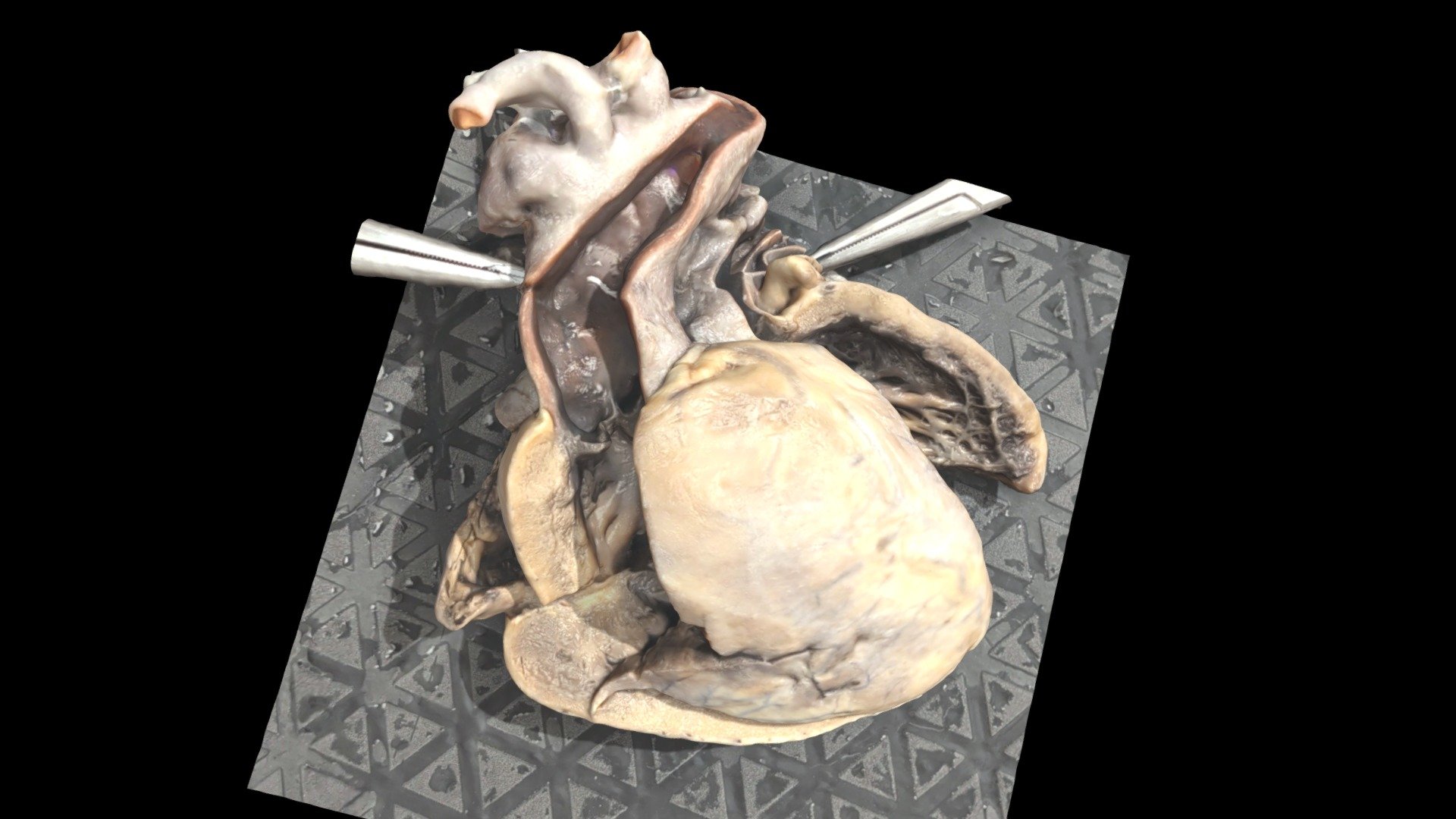 Transposition I-147 - 3D model by Rohit Loomba (@loomba.rohit) [9c8e997 ...