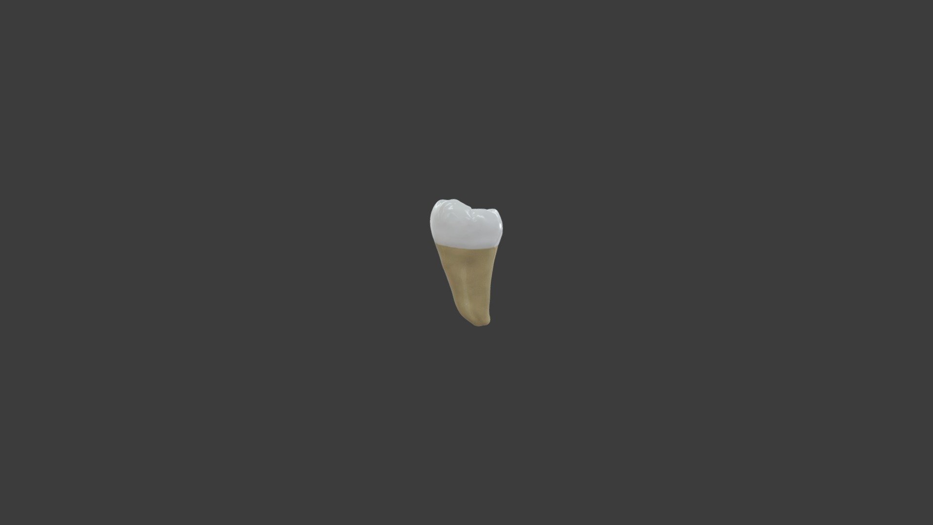 Mandibular 3rd Molar Right - 3D model by Ahmed Mahrous (@drahedmahrous ...