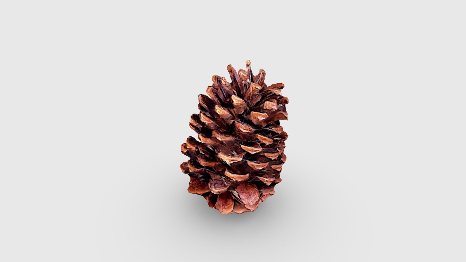 Pine cone - Download Free 3D model by Scaniverse [9c960f3] - Sketchfab