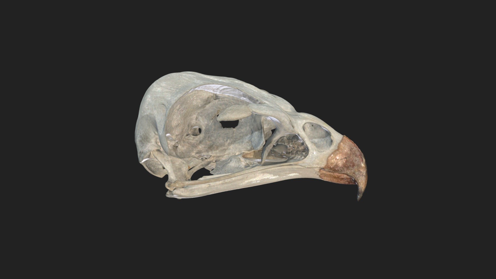 skull (cranium) common buzzard - 3D model by vetanatMunich [9c9b759 ...