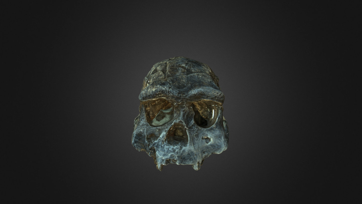Homo erectus - 3D model by musehome [9c9c13a] - Sketchfab