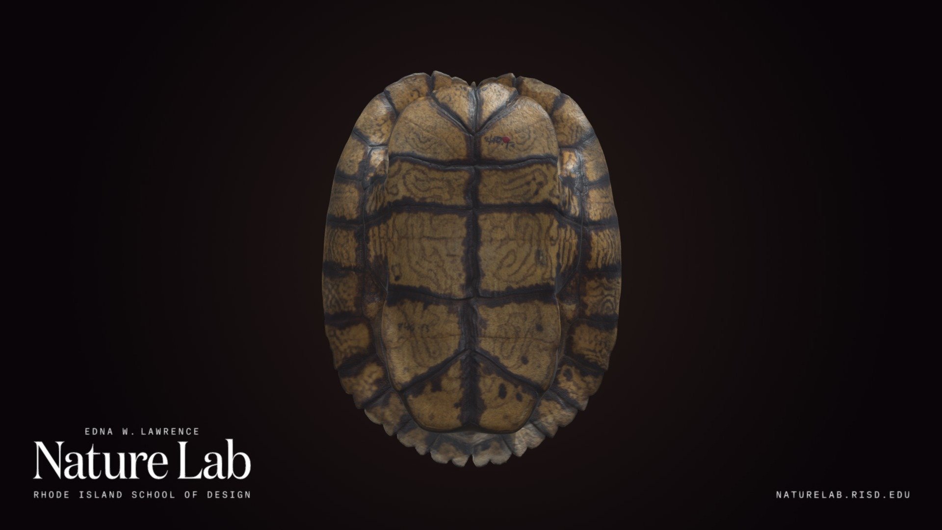 Turtle Shell - Download Free 3D model by RISD Nature Lab ...