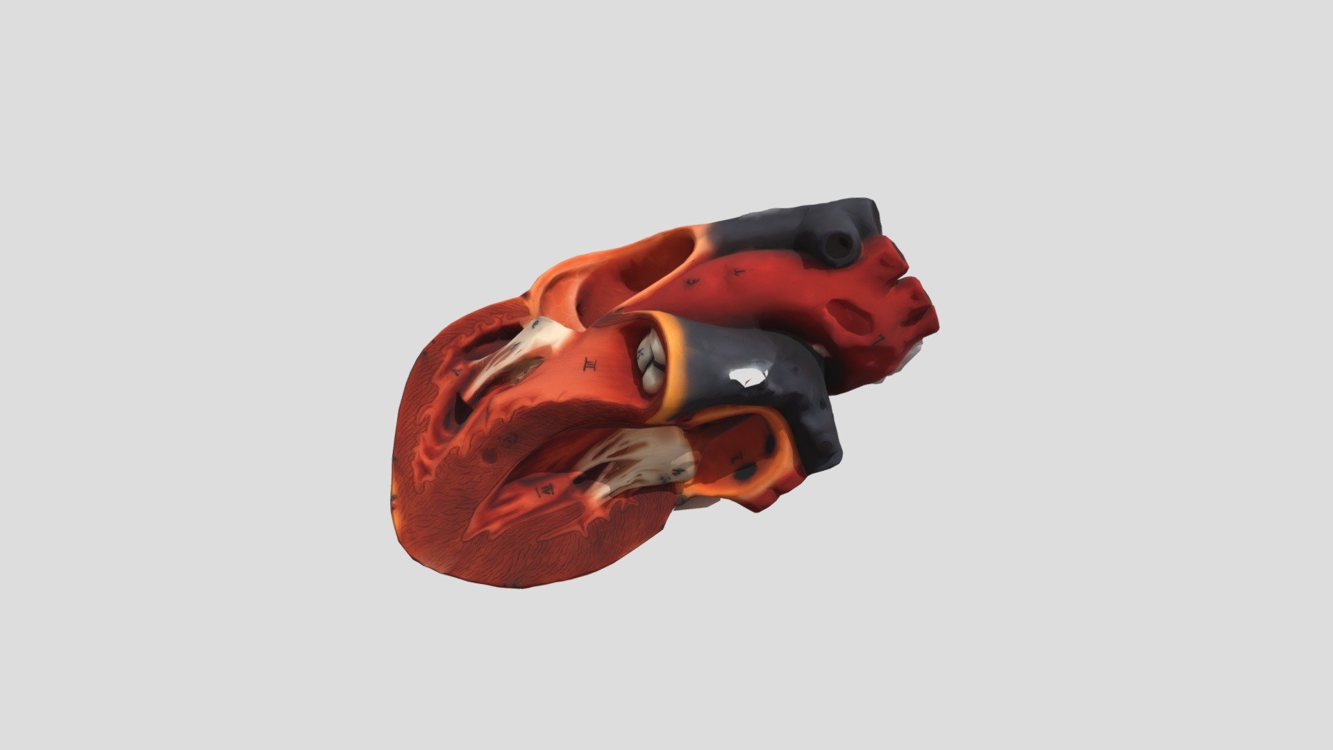 Heart Model Interior Low Res - 3D model by smr97a [9ca33d7] - Sketchfab