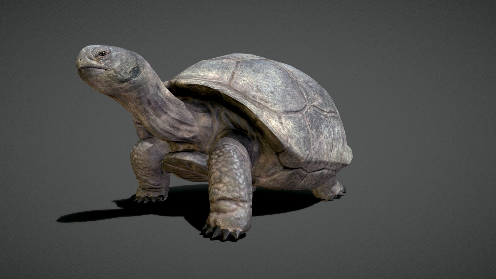 Galapagos Tortoise |Game Ready| - Buy Royalty Free 3D model by Viverna ...