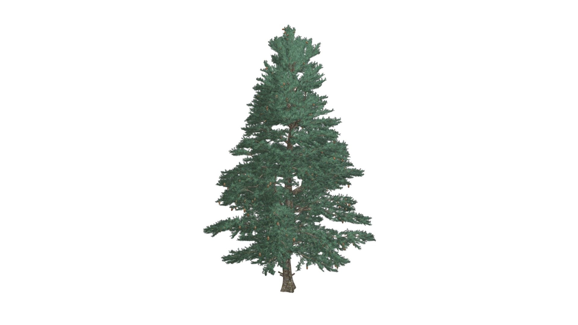 White Fir Tree #03 - Buy Royalty Free 3D model by meshshape [9cb2ce0 ...