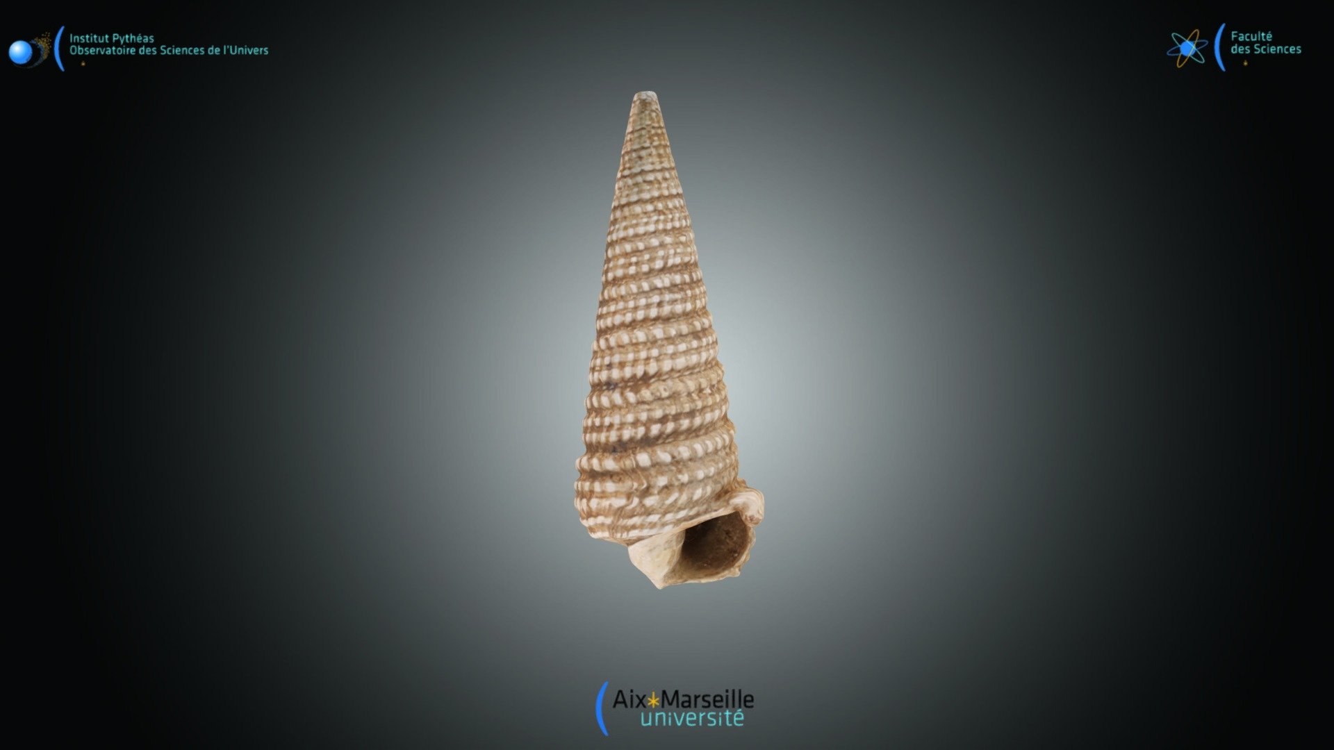 Gastéropode - Potamides sp. - Download Free 3D model by Secteur ...
