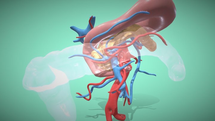 Colorectal 3D models - Sketchfab