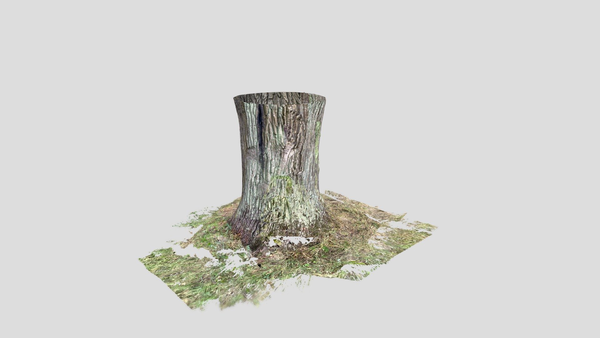Tree trunk - Download Free 3D model by AVZ (@micropalaeontology ...