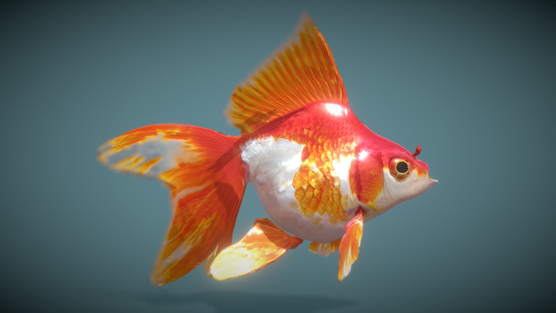 Goldfish_Variety2 - Buy Royalty Free 3D model by Picasty [9cbad70 ...