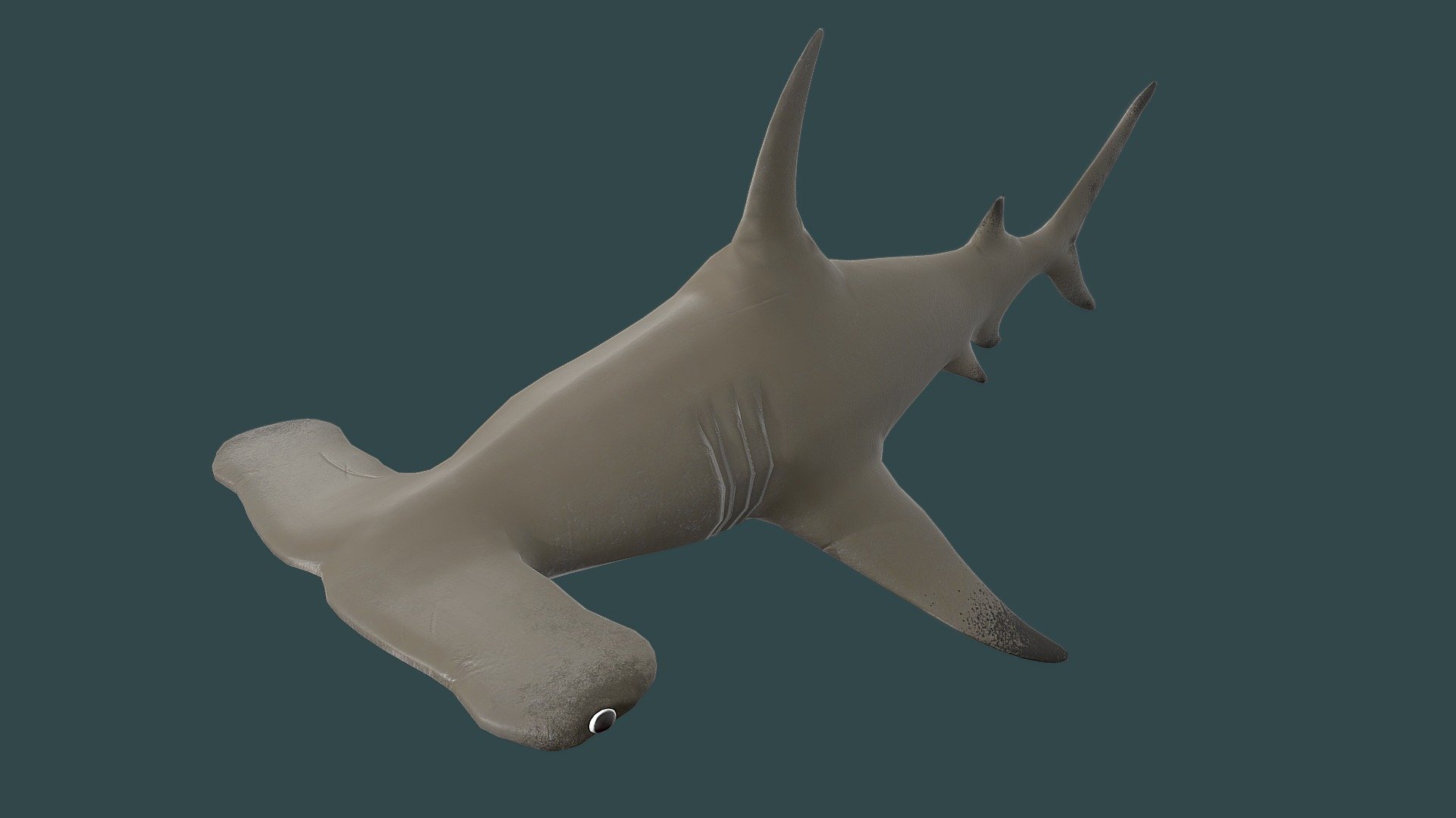 hammerhead shark - Download Free 3D model by chloemeloche [9cbbb04 ...