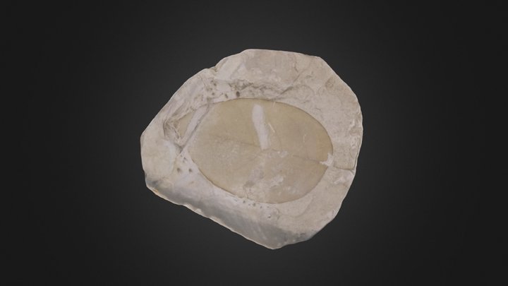 Angiosperm 3D models - Sketchfab