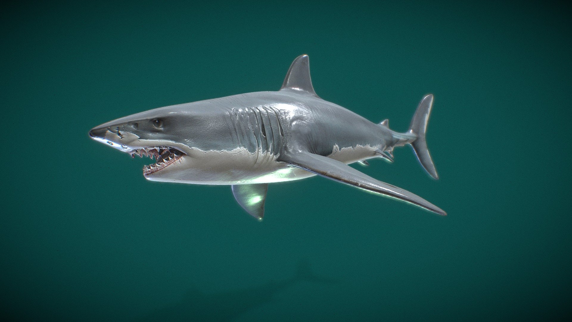 Great White Shark - 3D model by mikelyden [9cce7ed] - Sketchfab