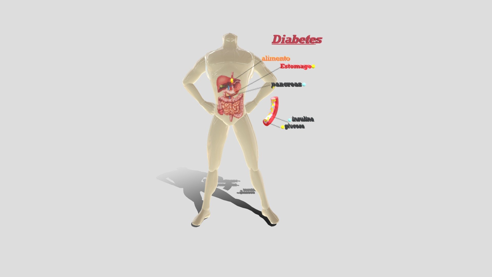 la diabetes - 3D model by Wir_ix6 [9cd179f] - Sketchfab
