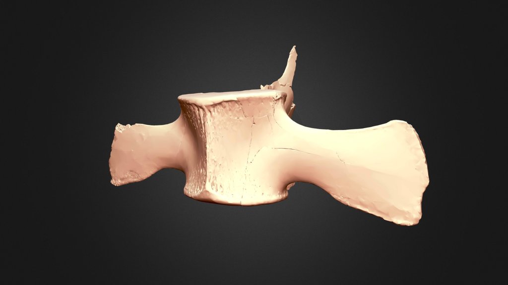 3D models of fossils found in Thailand - A 3D model collection by VR ...