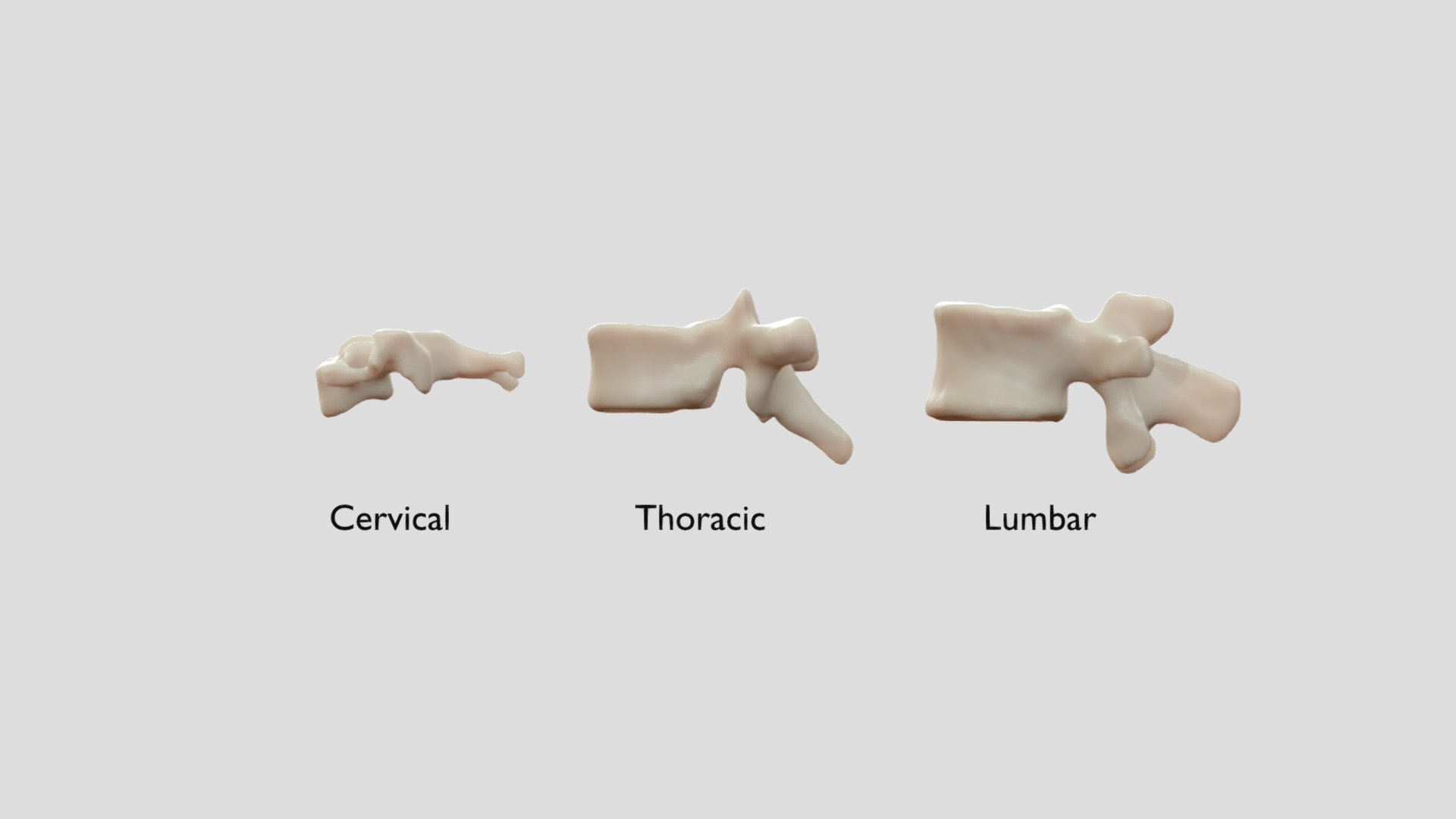 Human Vertebrae Comparison - 3D model by Terrie (@terrielsimmons ...