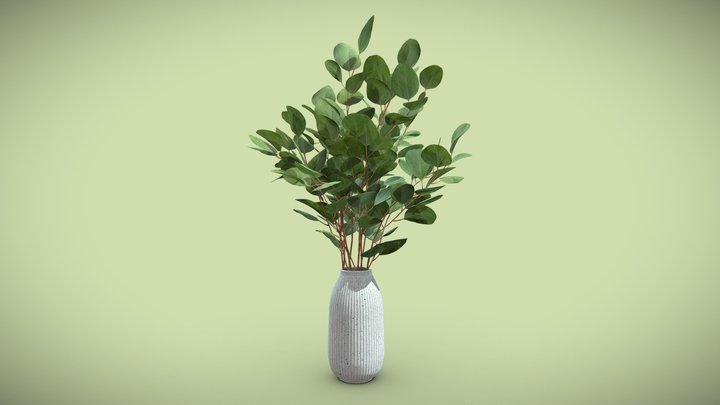 Eucalyptus 3D models - Sketchfab