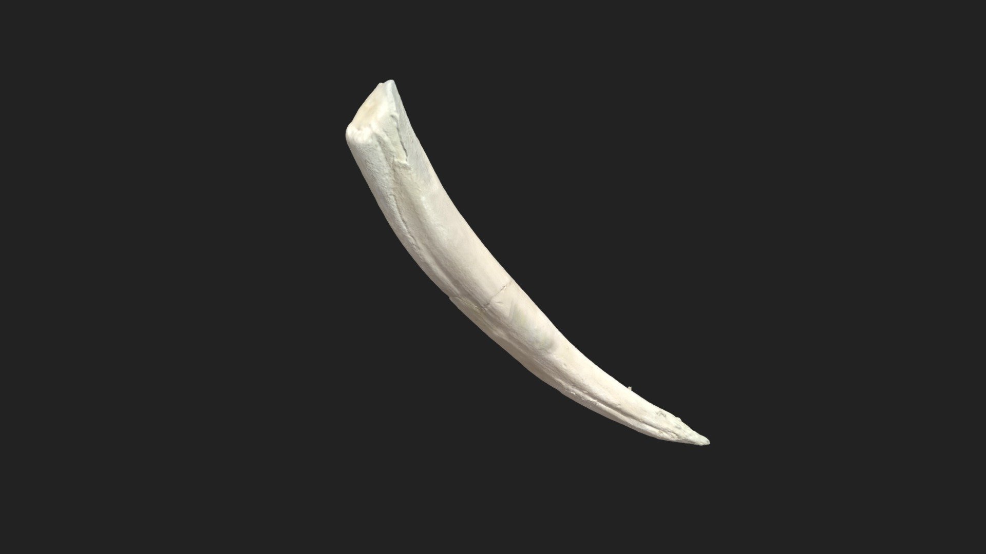 2nd incisor (incisivus, I2) pig (lower jaw) - Download Free 3D model by ...