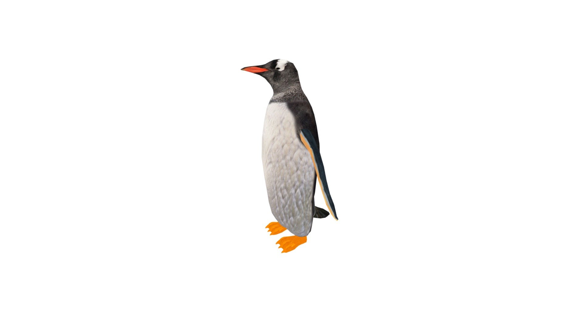 Penguin - Gentoo - 3D model by JIXDesigner [9cdcfbc] - Sketchfab