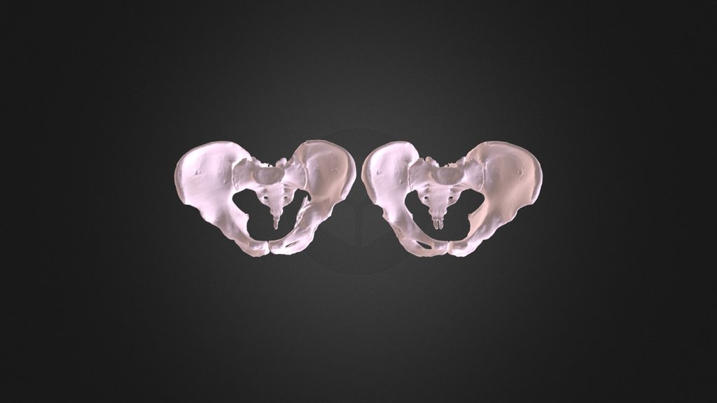 Anatomy and Cadaver Scans - A 3D model collection by madgiraffe - Sketchfab