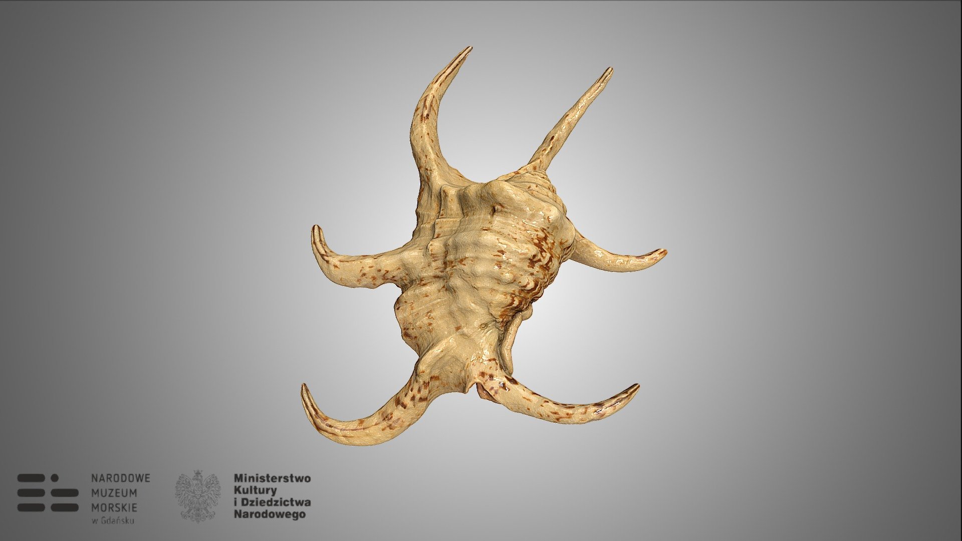 Szponiatka (Lambis chiragra chiragra) - 3D model by National Maritime ...