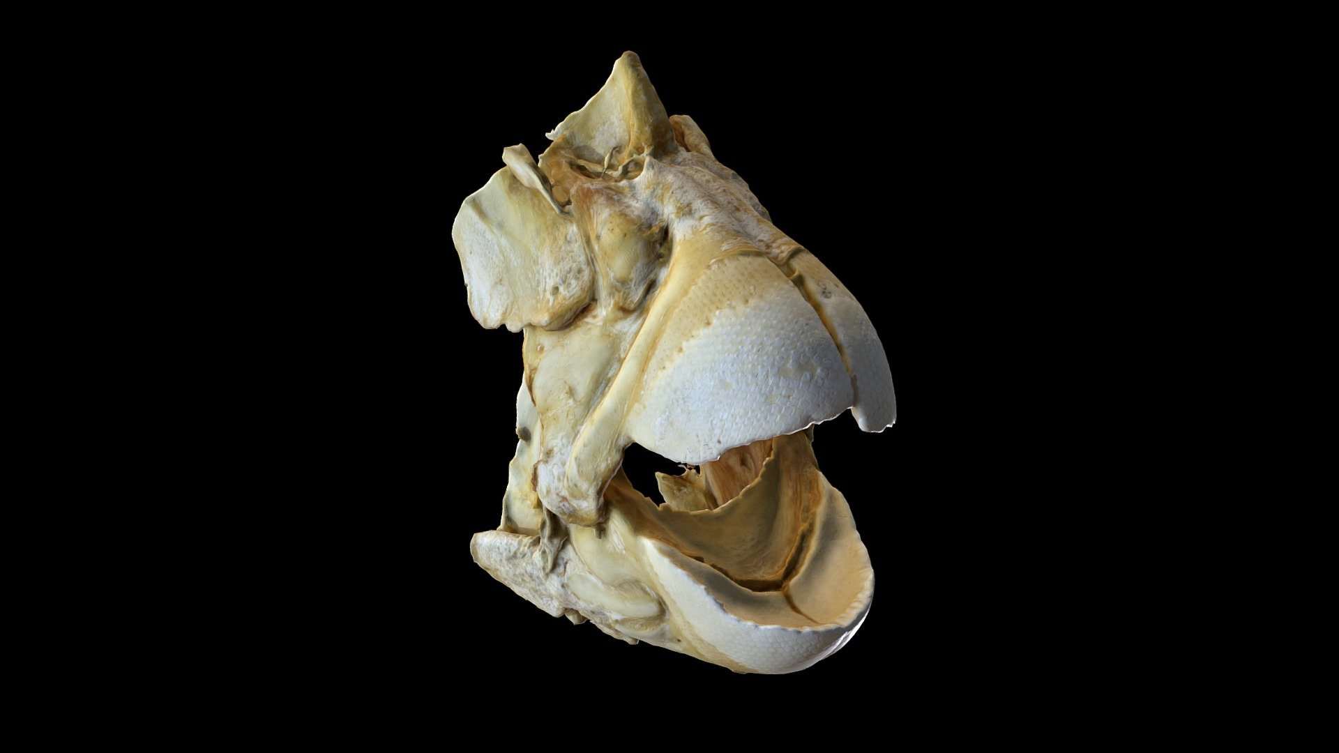 Parrotfish Jaw - Download Free 3D model by Dale Utt (@turbulentorbit ...