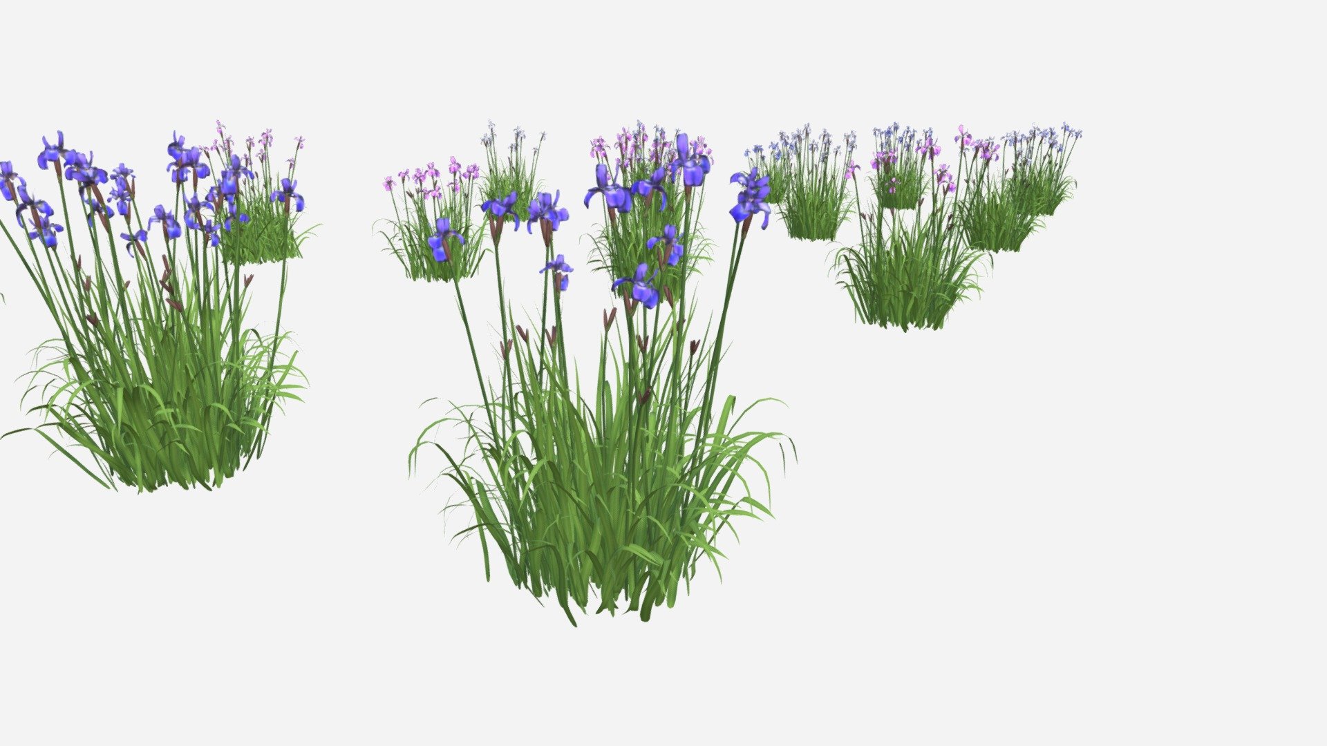 Iris Sibirica - Buy Royalty Free 3D model by Nico van der Noll (@Nico ...