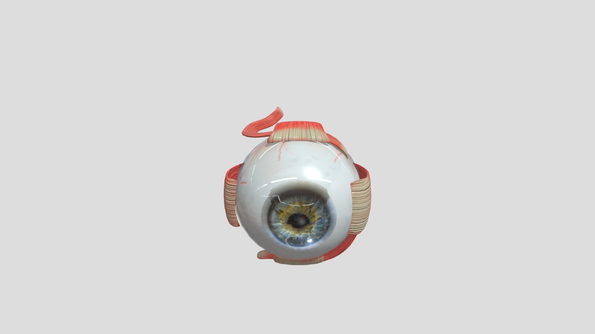 EYE_CORRECTION - 3D model by mvn1771 [9cf3f2e] - Sketchfab