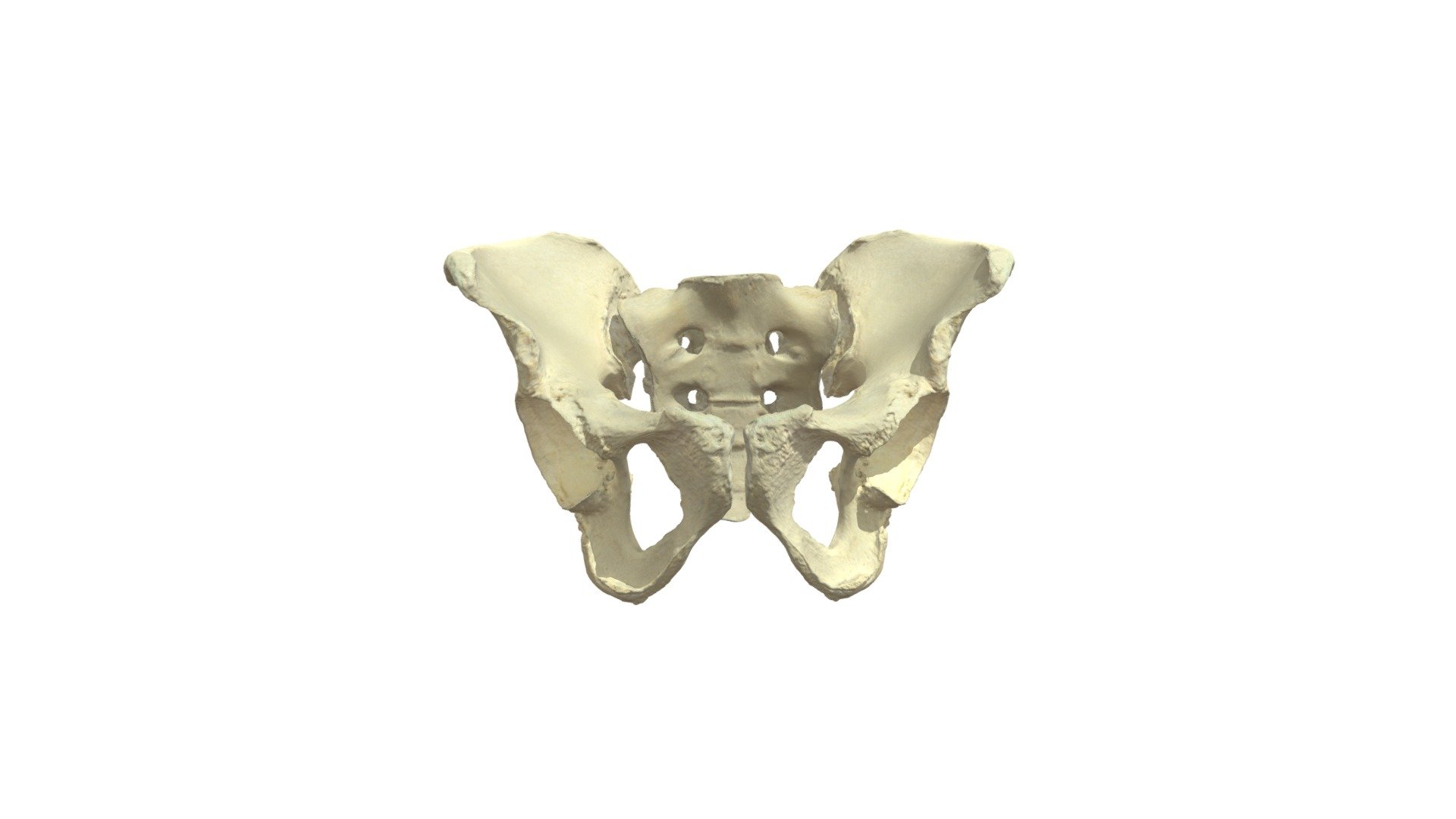 Cingulum pelvicum - Oriëntatie - 3D model by Universiteit Antwerpen ...
