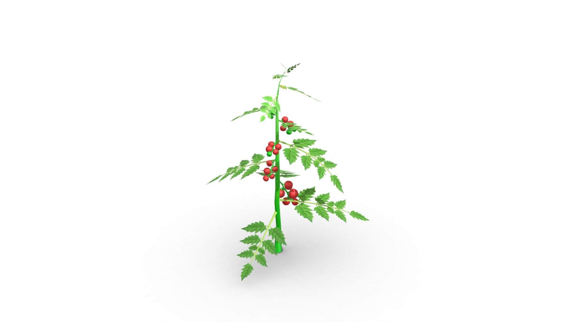 tomato tree - 3D model by Chanchalpaul [9cf6114] - Sketchfab