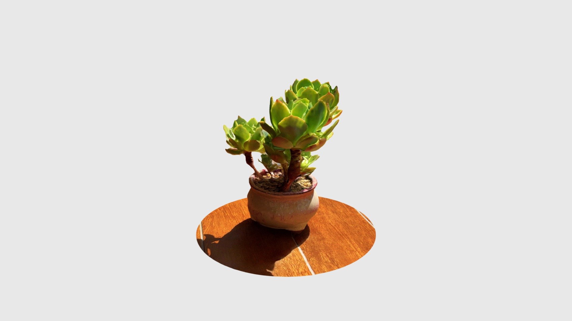 Succulent plants - Download Free 3D model by 13810072207 [9cfb098 ...
