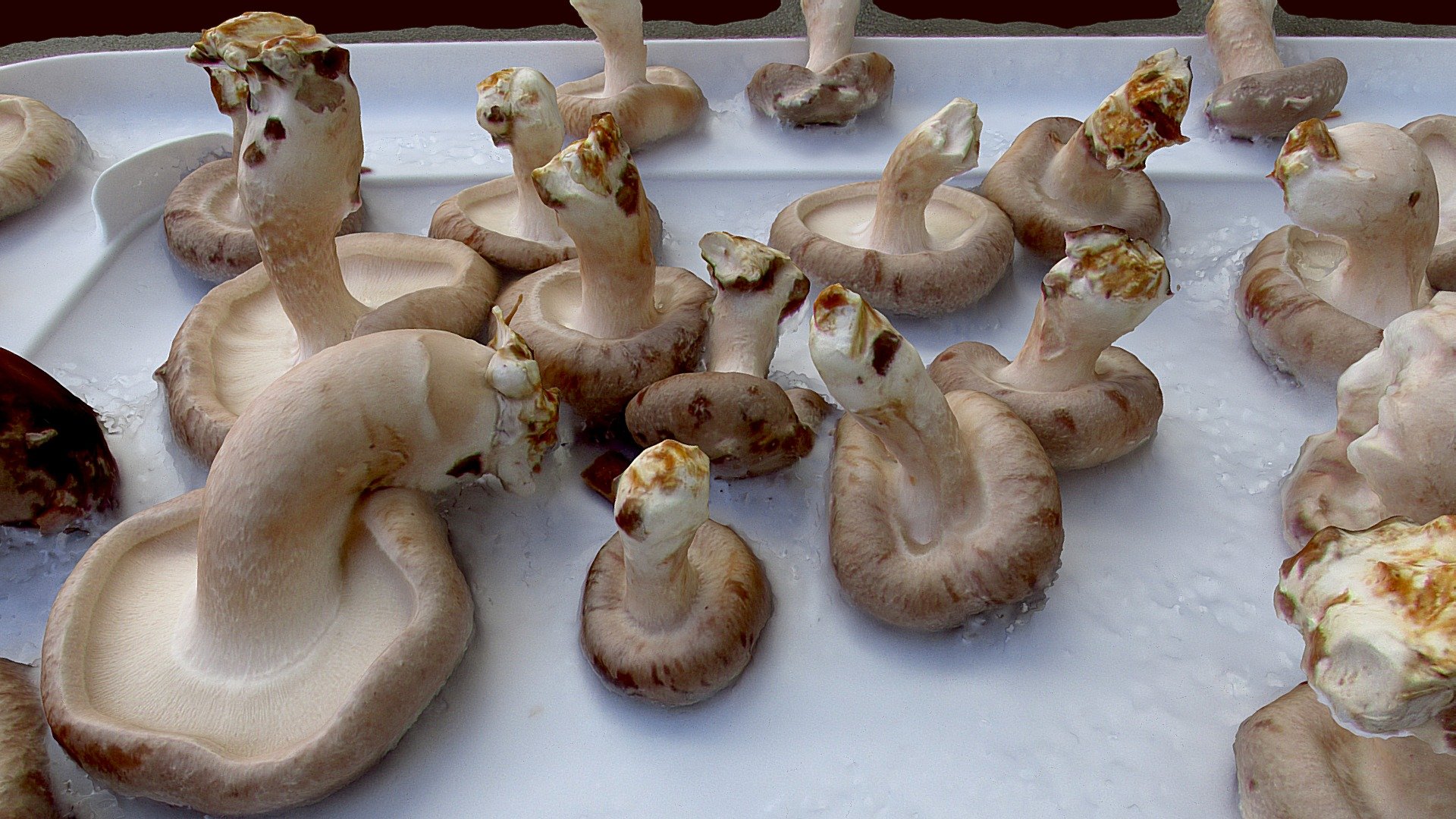 Shiitake Mushrooms, Undersides - Buy Royalty Free 3D model by John ...
