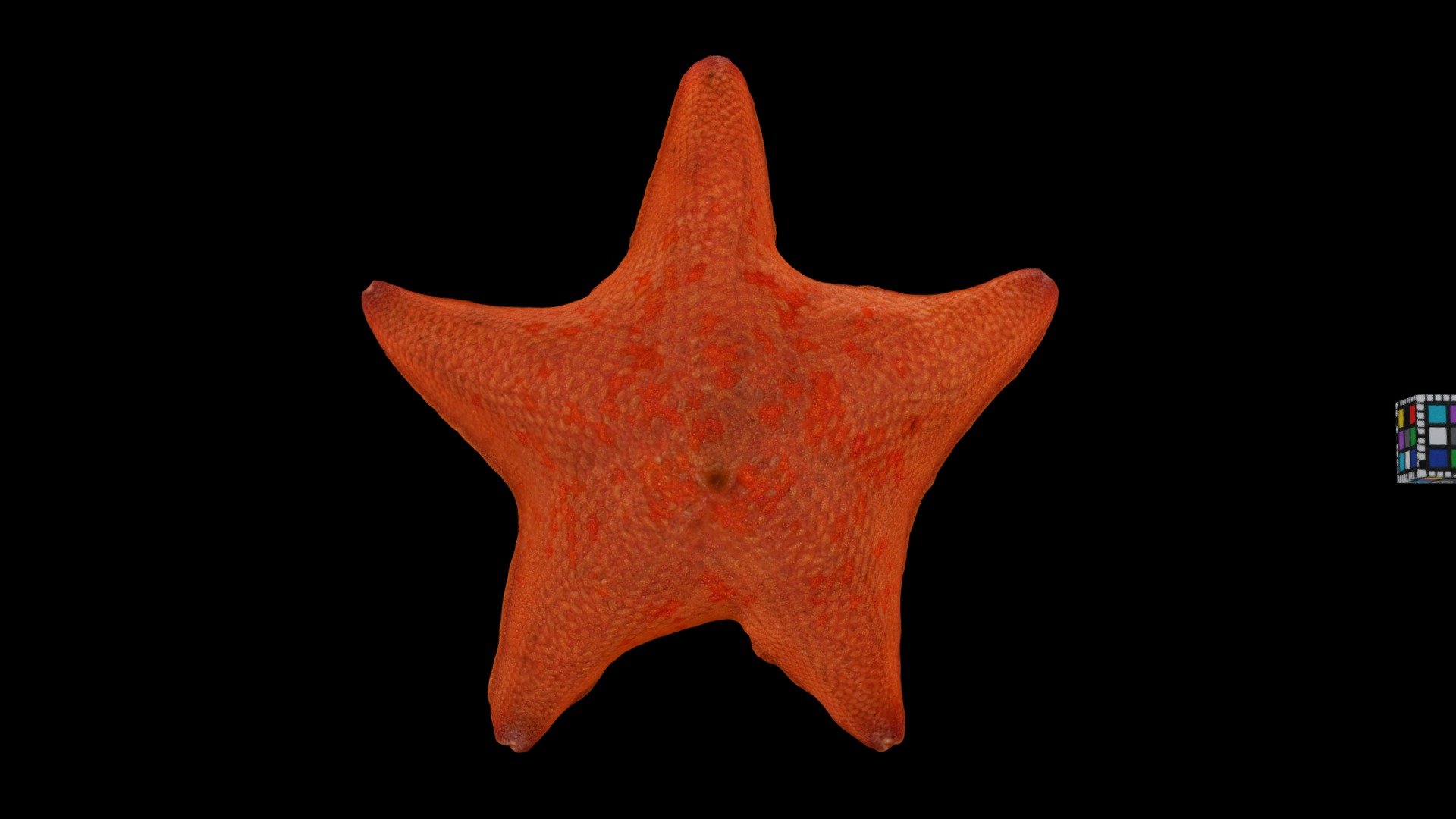 イトマキヒトデ 赤 Blue Bat Star, Patiria pectinifera - Download Free 3D model ...