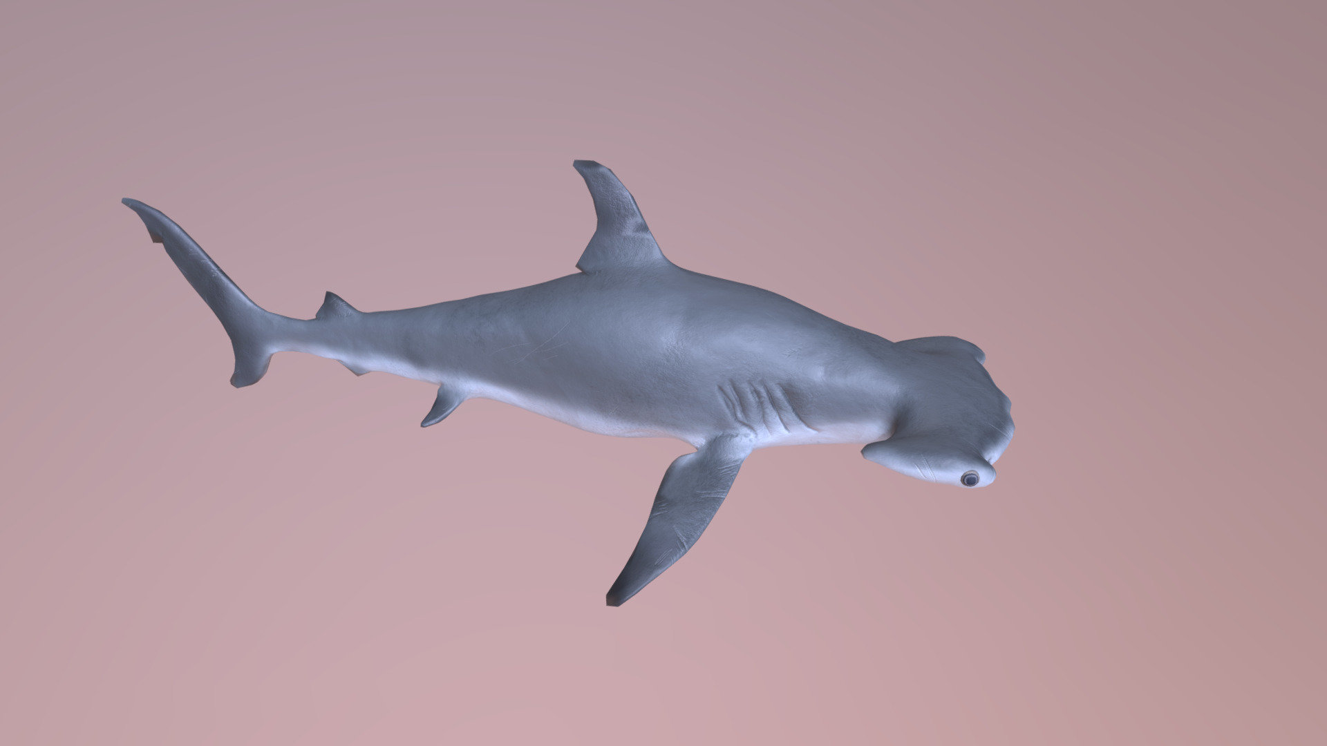 Hammerhead shark - 3D model by plumpudding [9d06821] - Sketchfab
