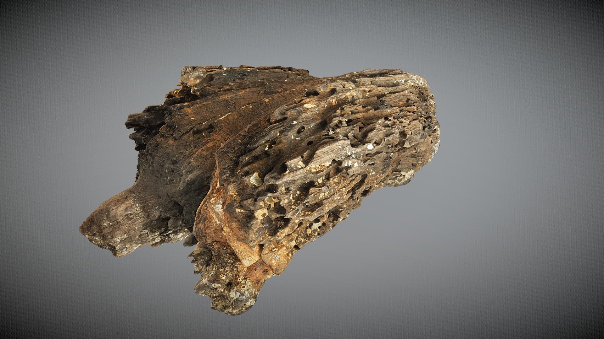 Double Dutch oak futtock #3 (NCN 34303) - 3D model by Stichting Archeos ...