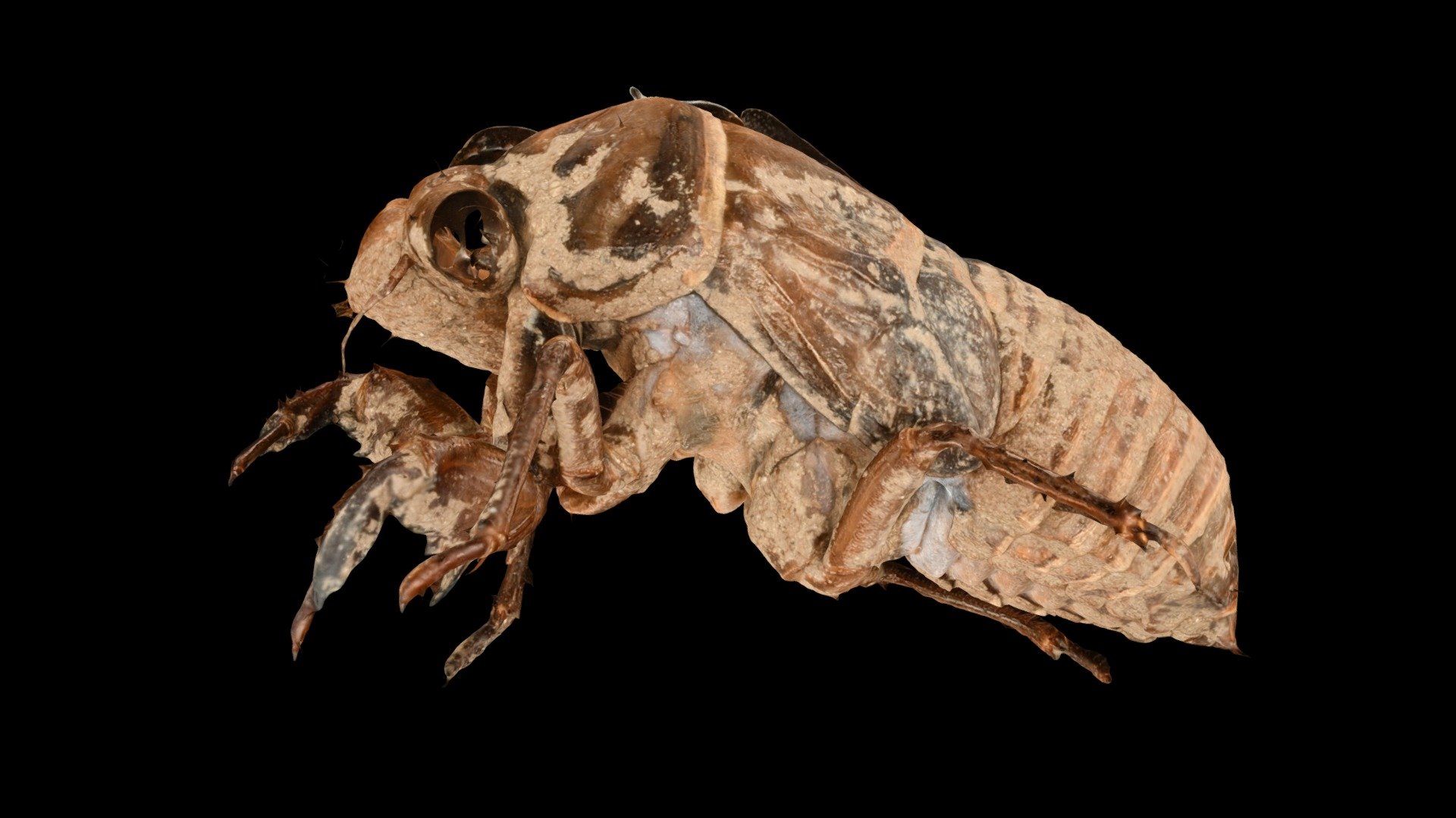CC0 クマゼミ 抜け殻 Black Giant Cicada, Empty shell - Download Free 3D model ...