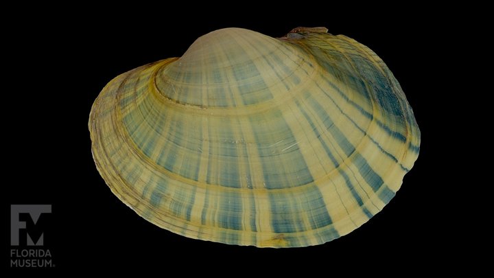 Mussel 3D models - Sketchfab