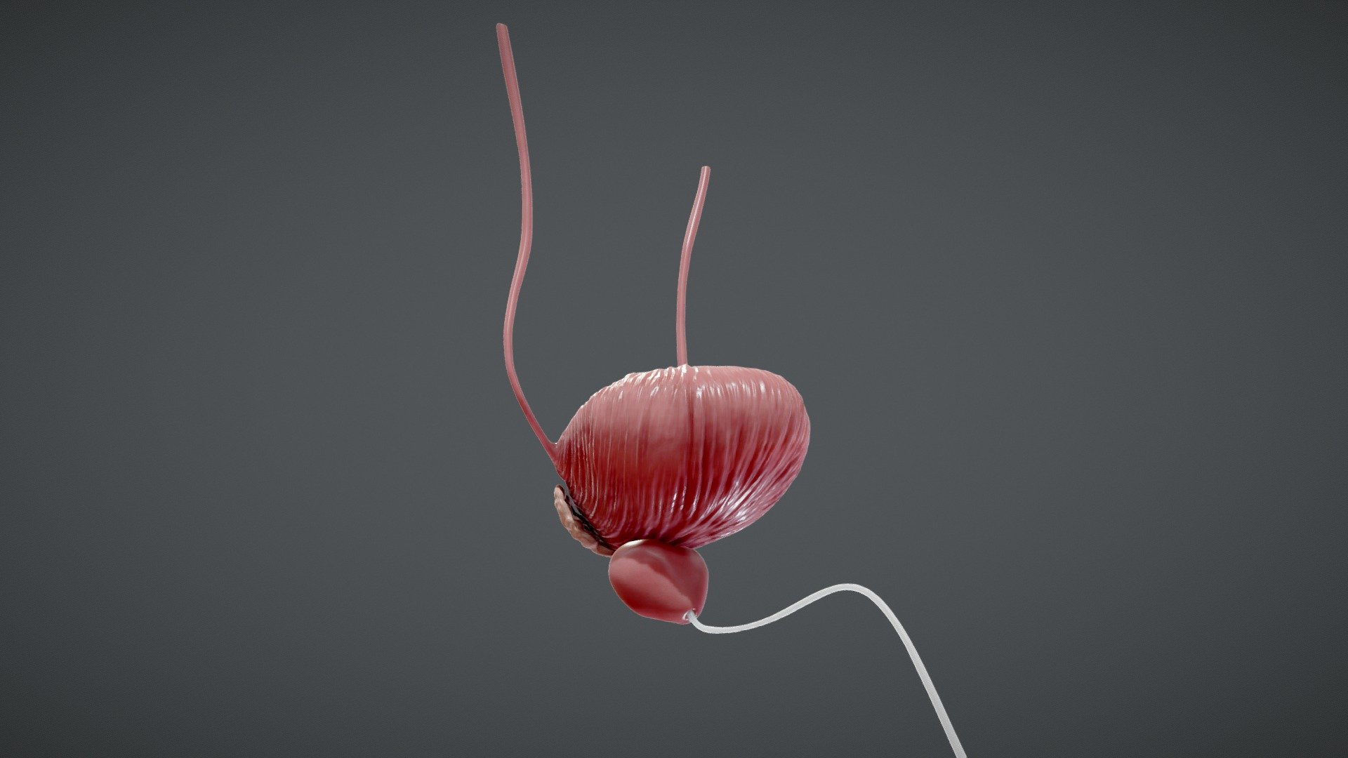 Bladder And Prostate Anatomy - Buy Royalty Free 3D model by Nima ...