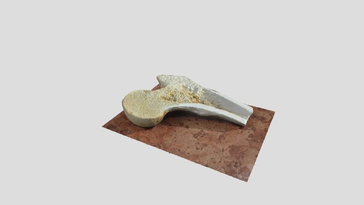 formed-pecs - Sketchfab