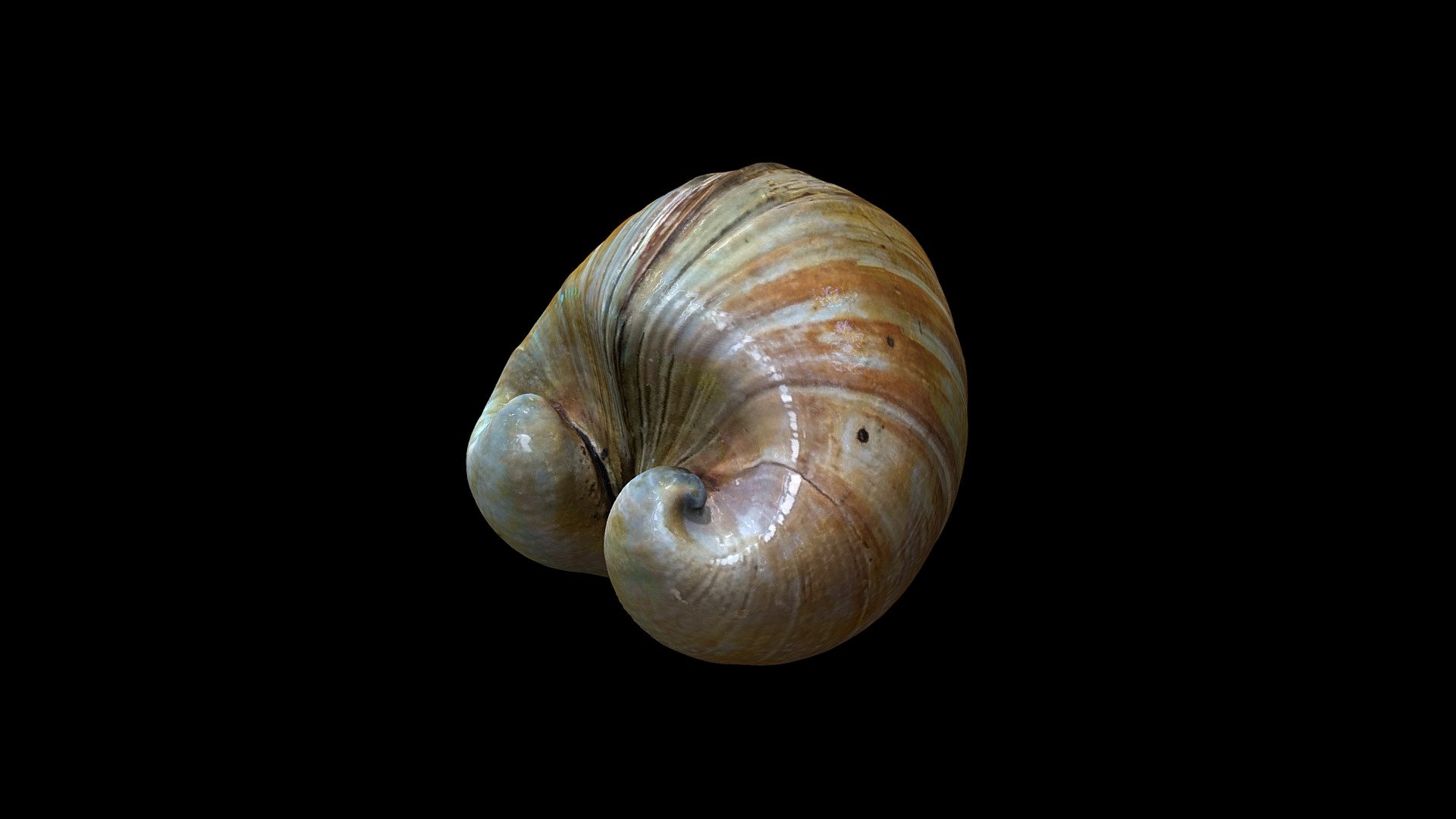 Glossus Humanus (oxheart clam) - Download Free 3D model by Peter Nox ...